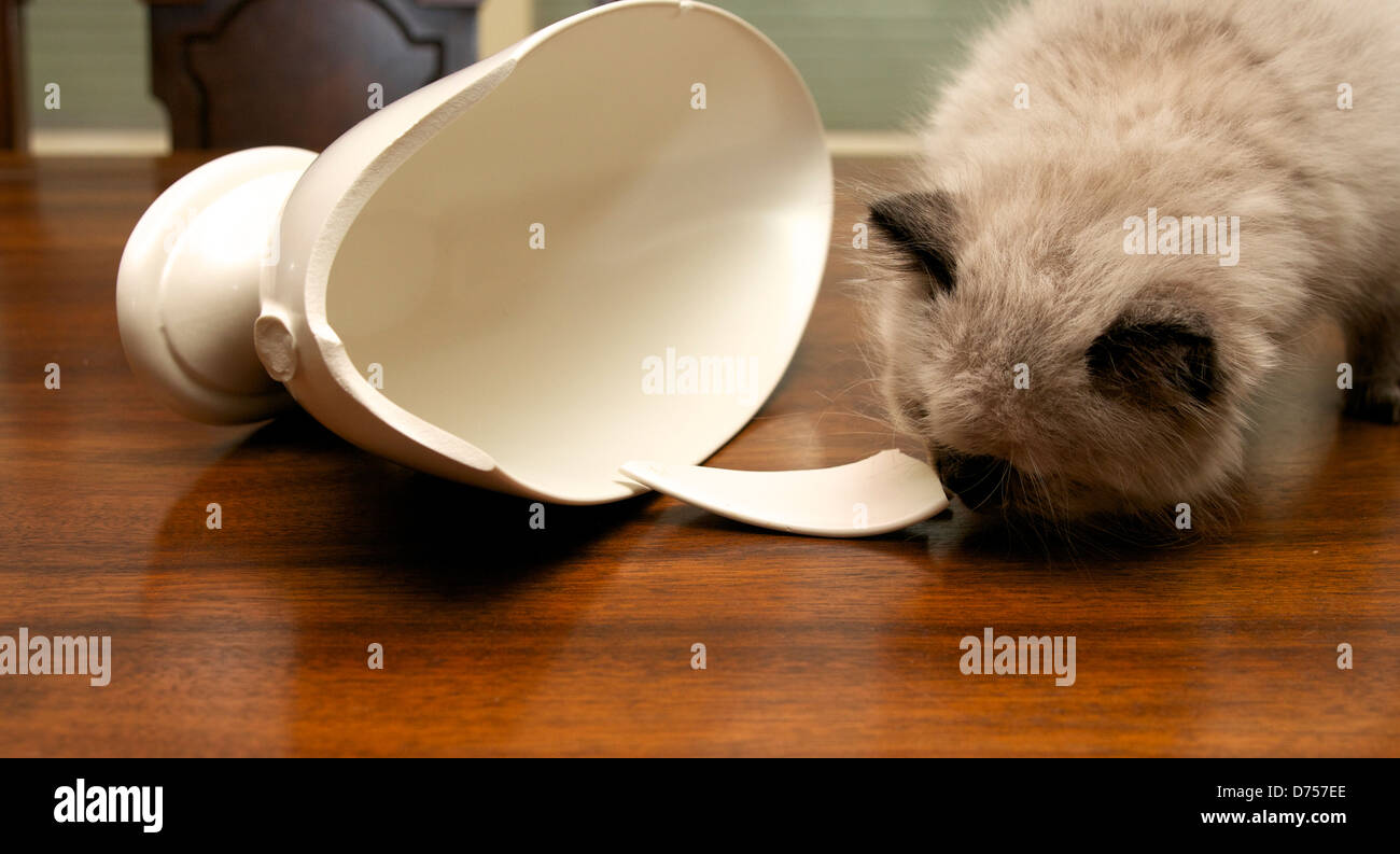 Naughty kitten hi-res stock photography and images - Alamy