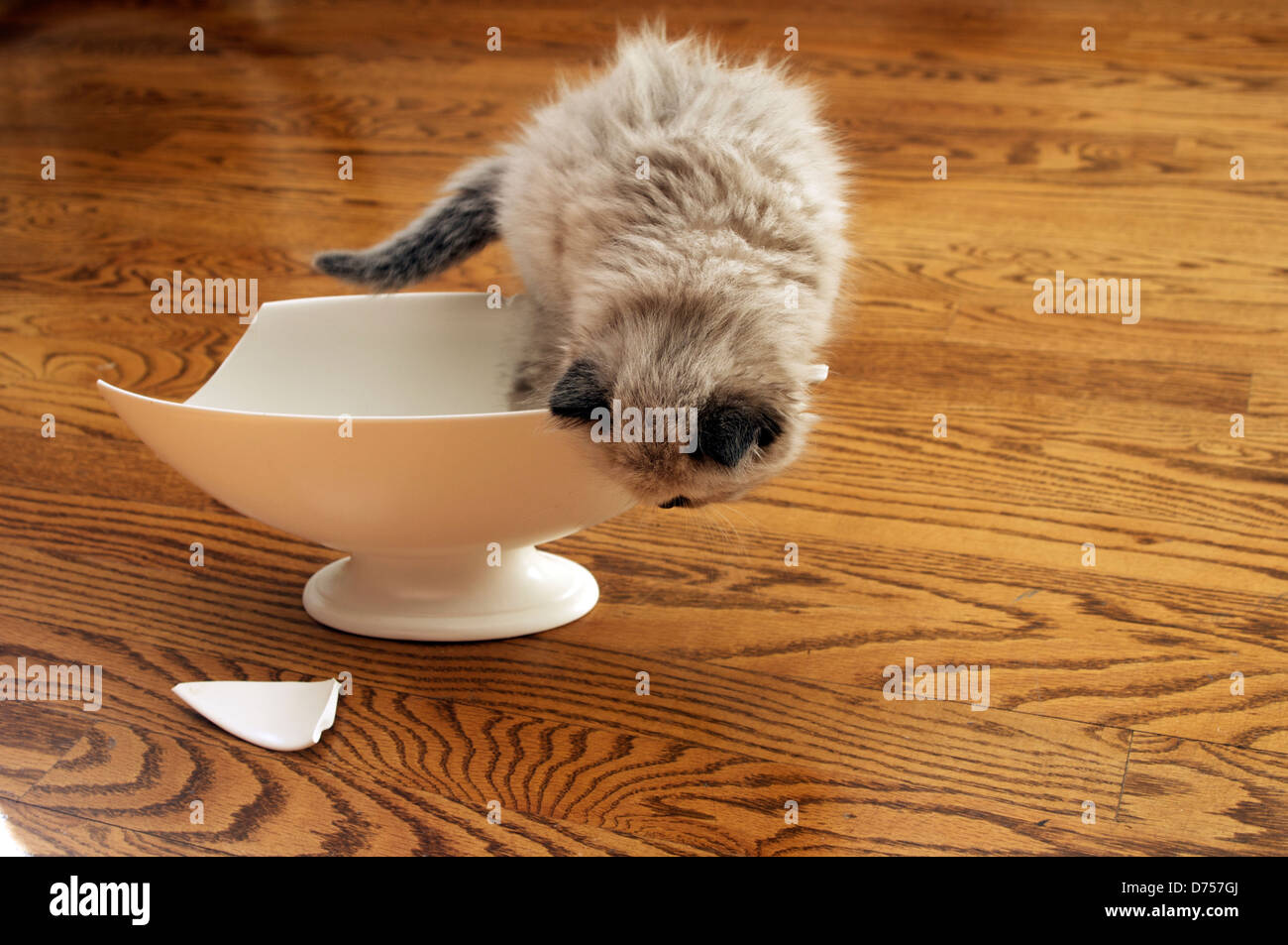 Broken vase hi-res stock photography and images - Alamy