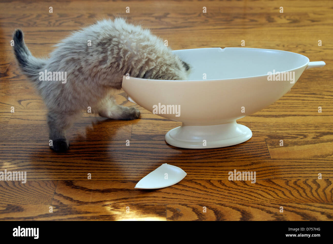 Broken vase hi-res stock photography and images - Alamy