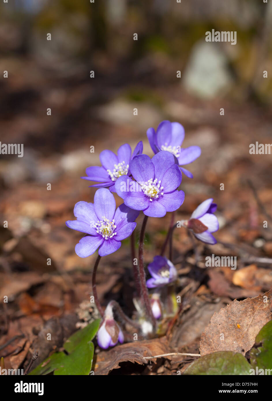 Common hepatica nobilis hi-res stock photography and images - Alamy
