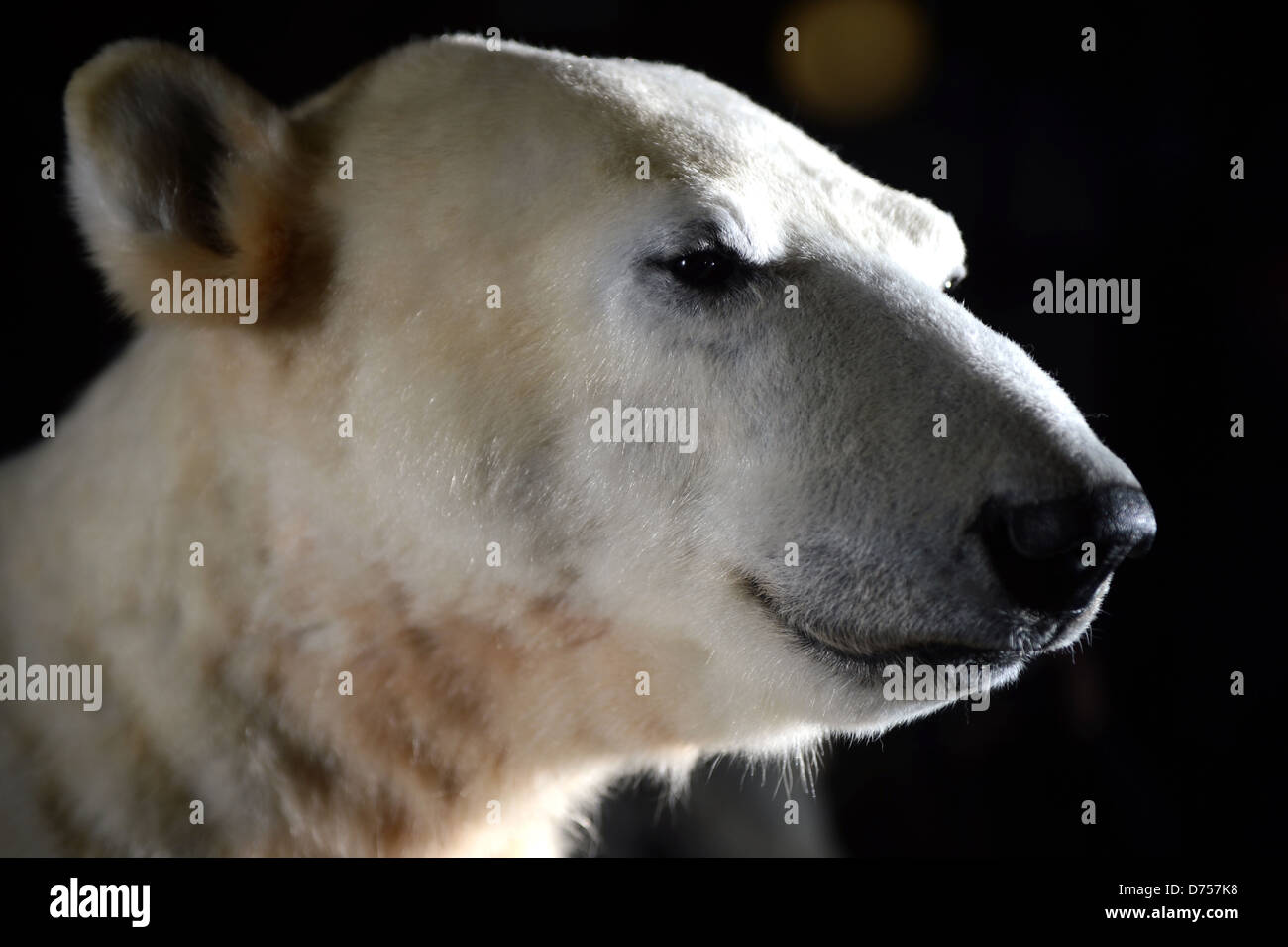 Berlin, Germany, Polar Bear Knut in the Berlin Museum of Natural ...
