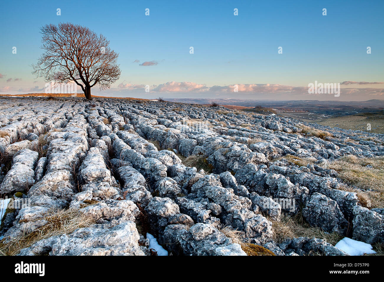 Lone Tree at Malham Yorkshire Dales England on the limestone causeway ...