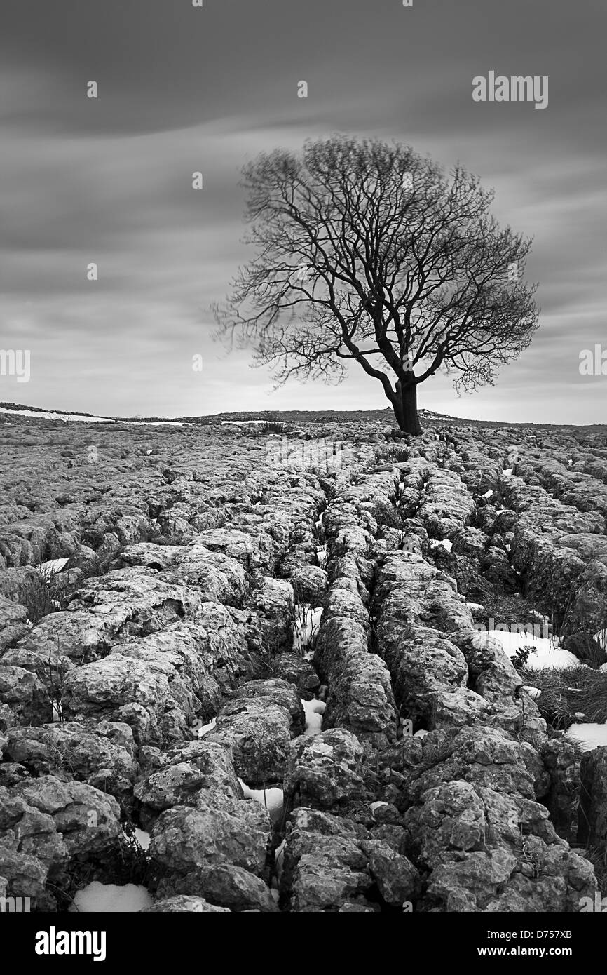 Lone Tree at Malham on the limestone causeway in black and white Stock ...