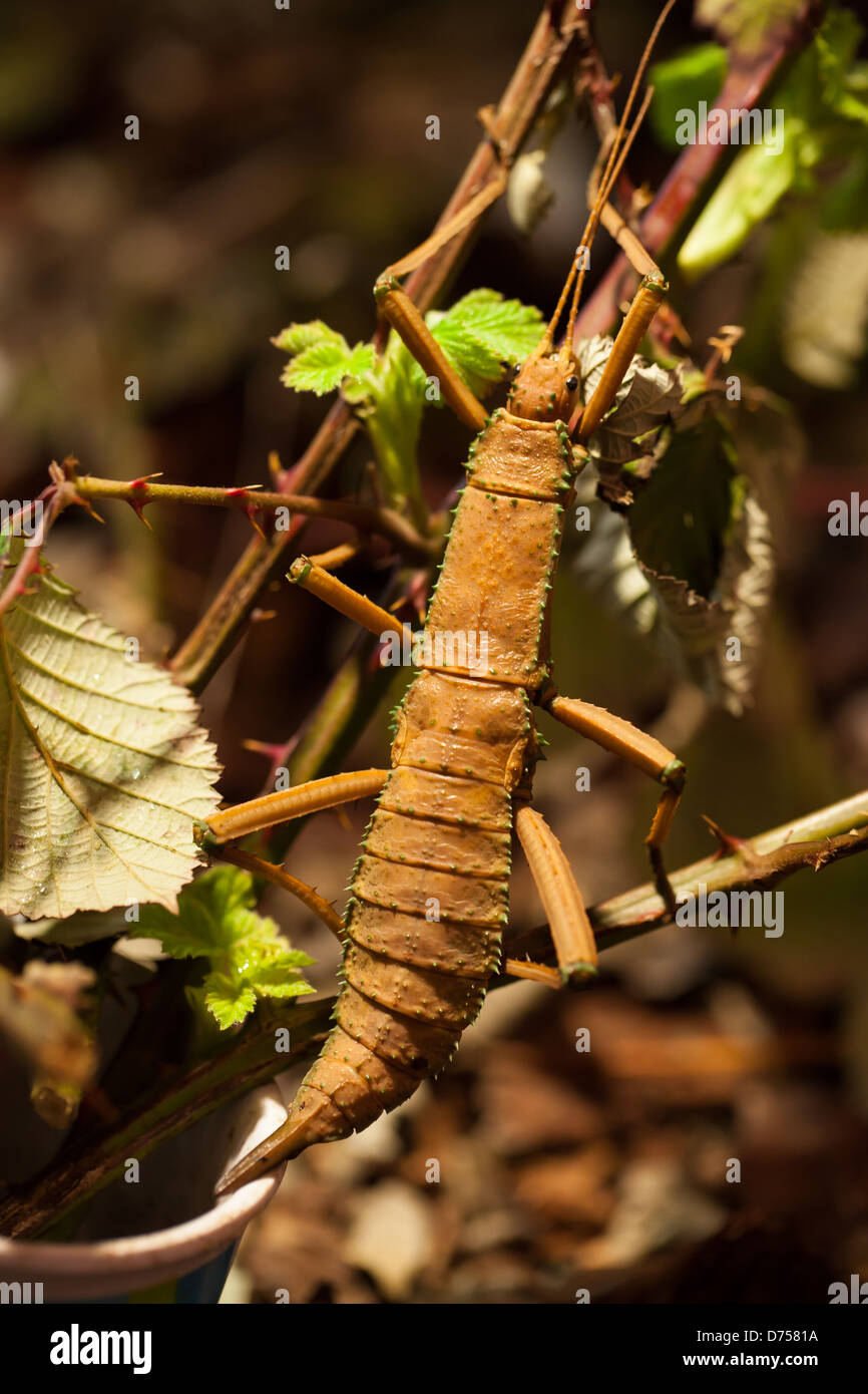 Malaysian plant hi-res stock photography and images - Alamy