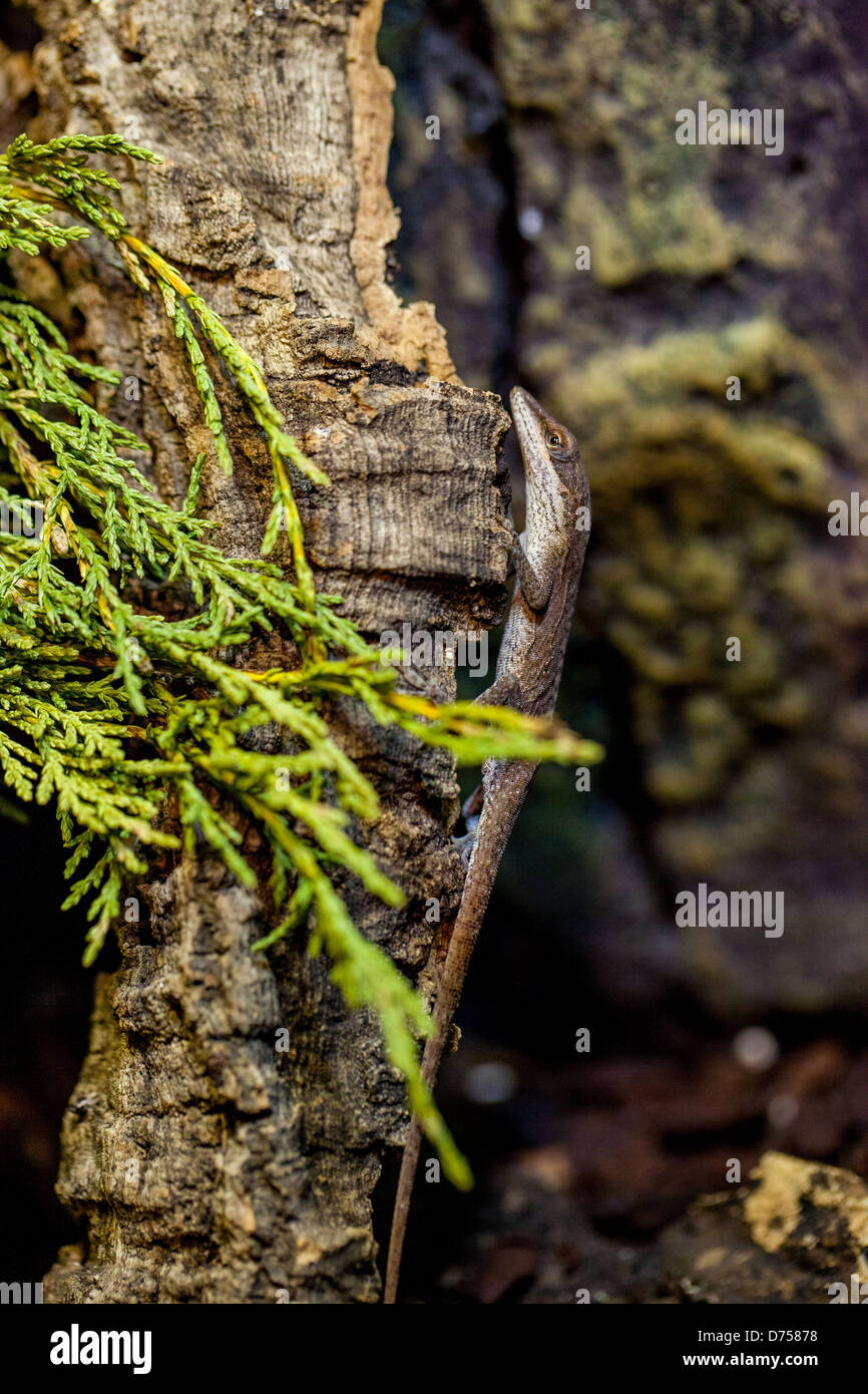 Carolina anoles hi-res stock photography and images - Alamy