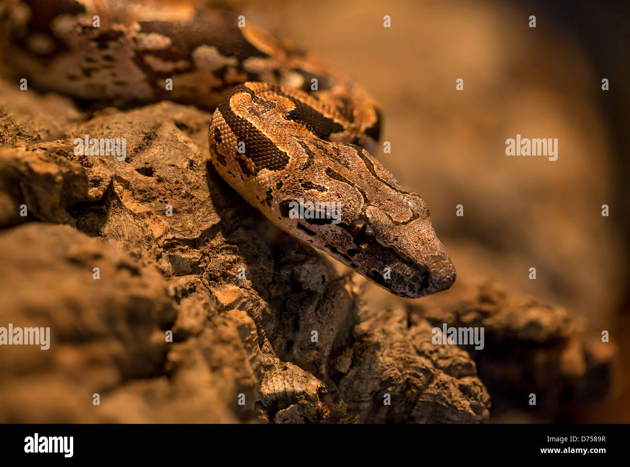 Boa constrictor snake boa constrictor hi-res stock photography and ...