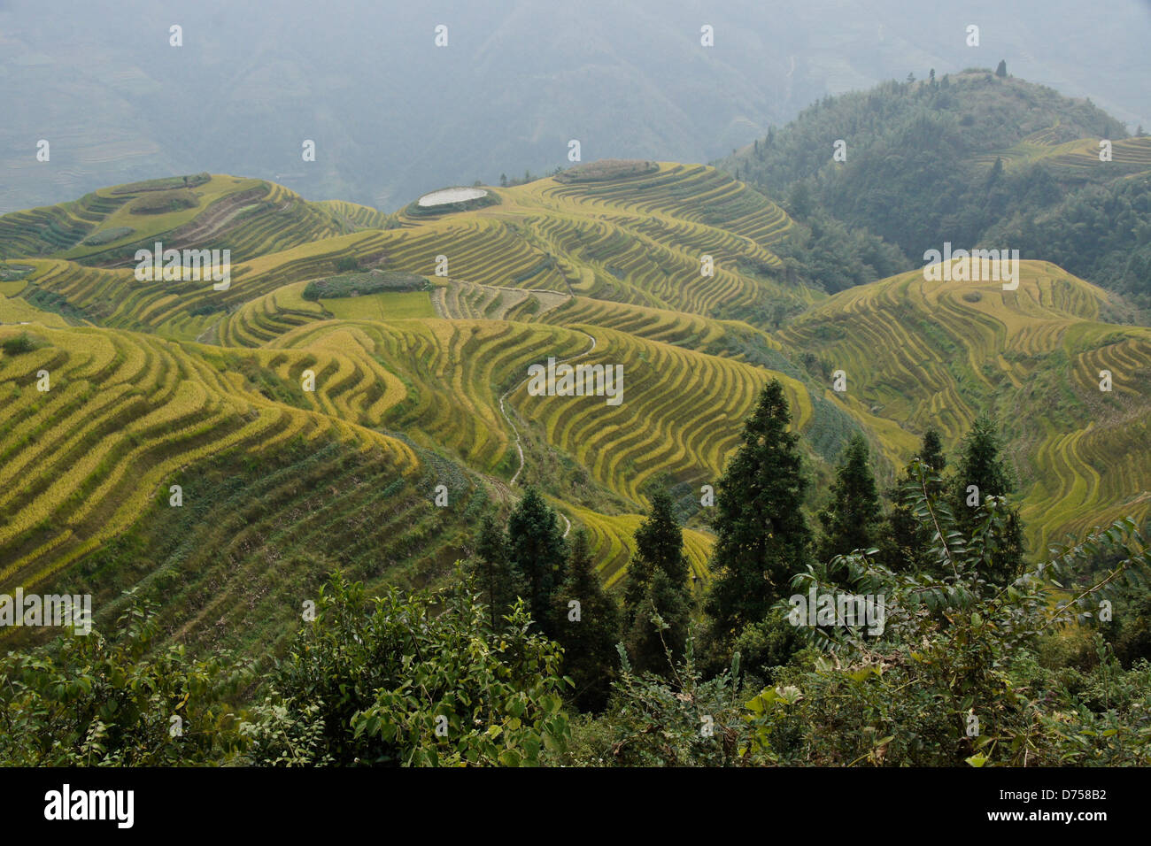 Rice terraces of Longsheng, Guangxi, China Stock Photo - Alamy