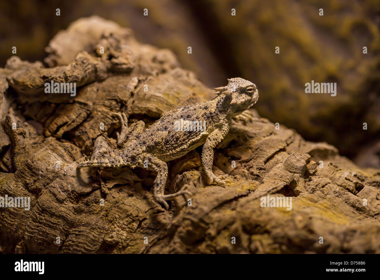 Horned lizard features hi-res stock photography and images - Alamy