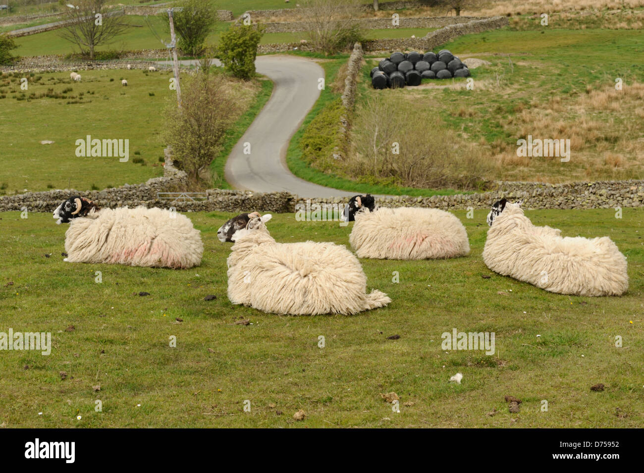 Four sheep beside a road in the "Lake District Stock Photo - Alamy