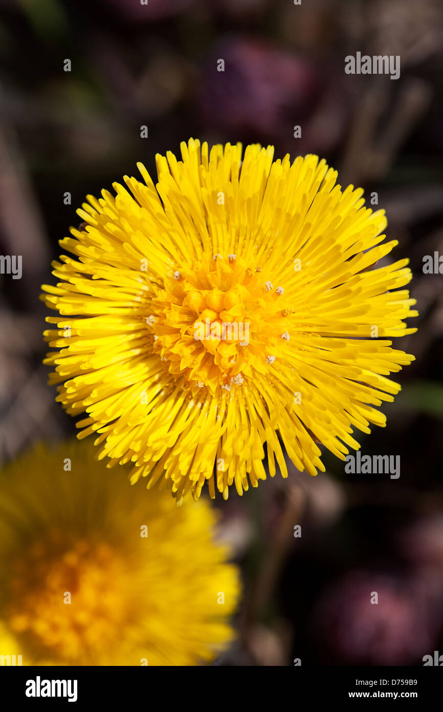 Close-up flower of Coltsfoot (Tussilago farfara Stock Photo - Alamy