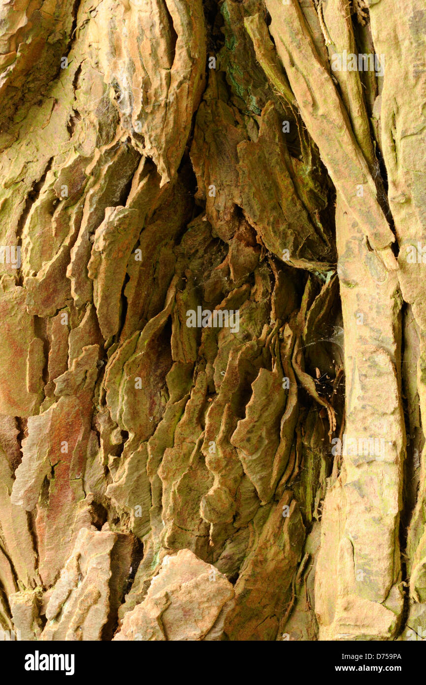 Weathered laminated sandstone wall Stock Photo - Alamy