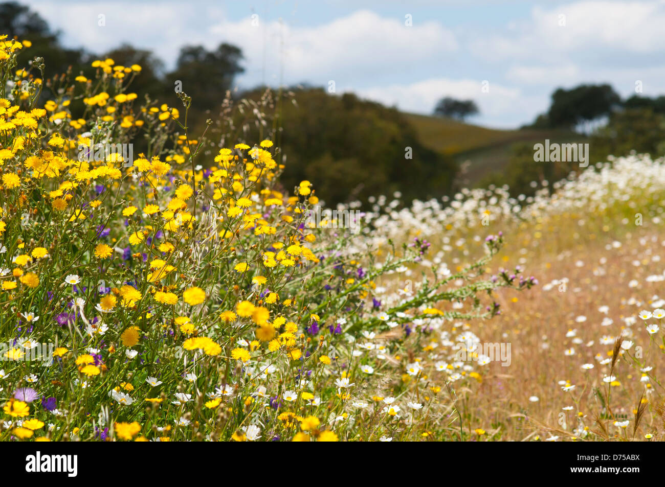 Bright yellow flowers on the edge Stock Photo - Alamy