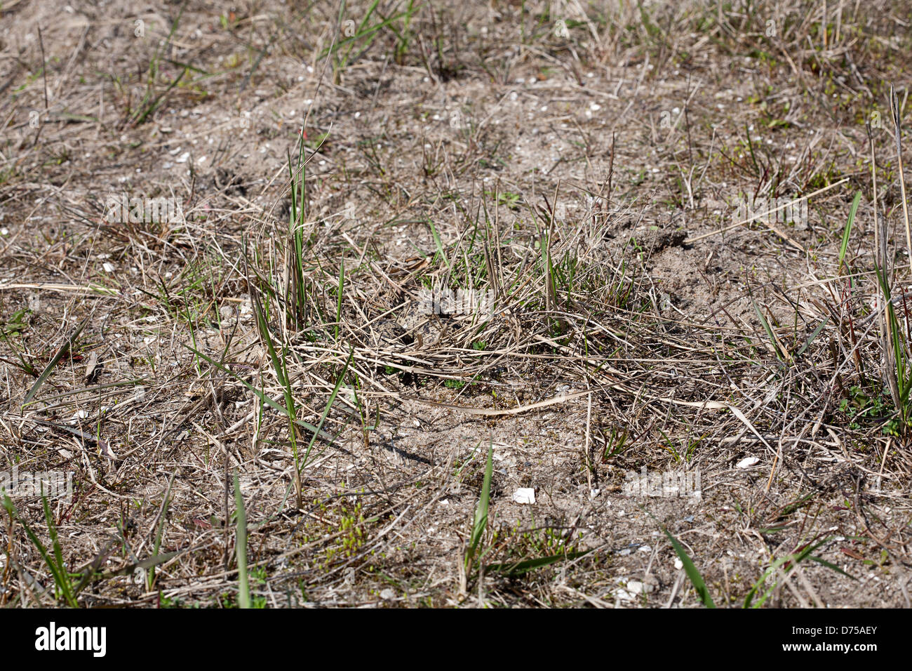 Lapwing nest hi-res stock photography and images - Alamy