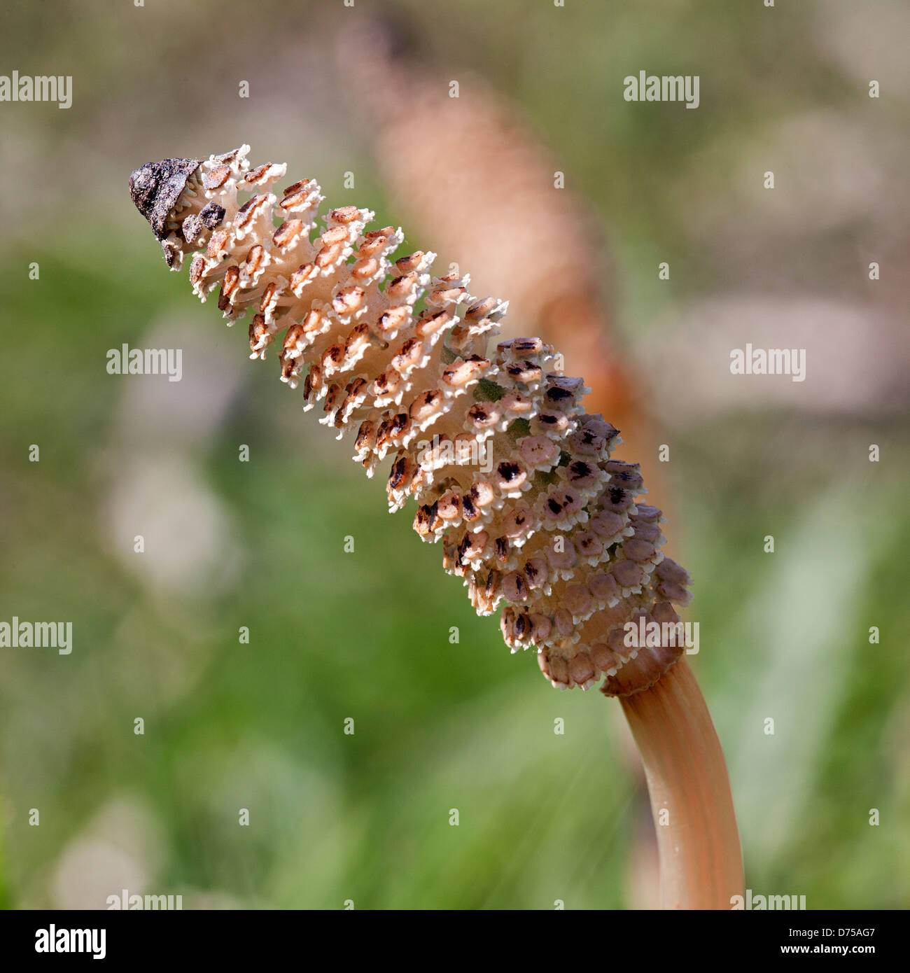 Fertile part of Scouring Rush (Equisetum hyemale Stock Photo - Alamy