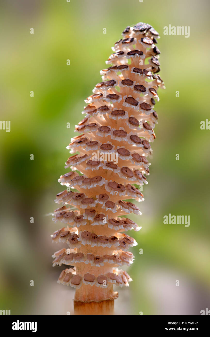 Fertile part of Scouring Rush (Equisetum hyemale Stock Photo - Alamy