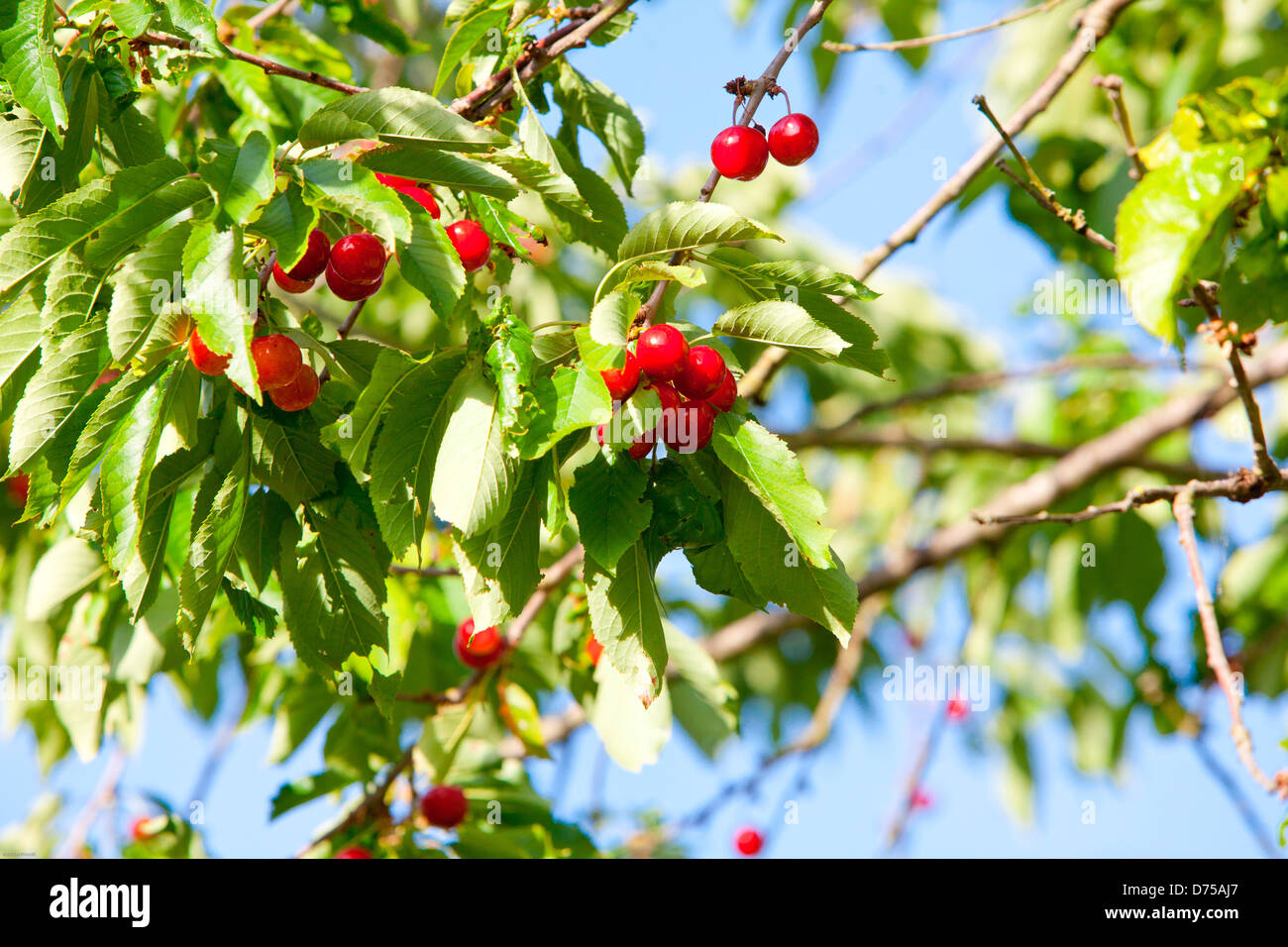 Cerasus sp hi-res stock photography and images - Alamy