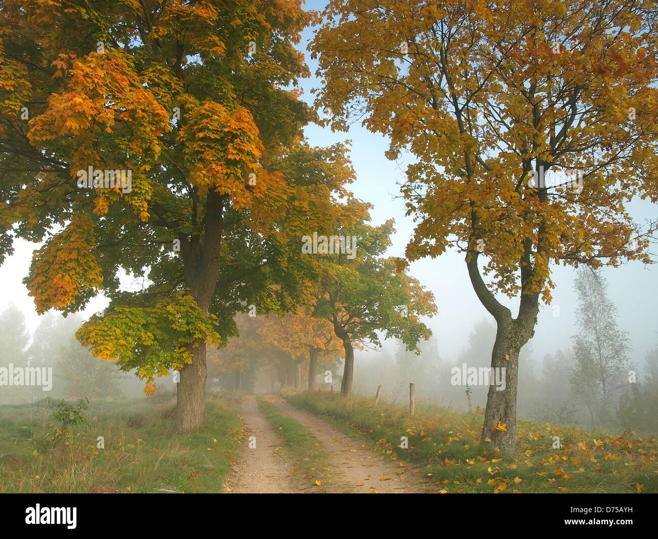 autumn road in the fog Stock Photo - Alamy
