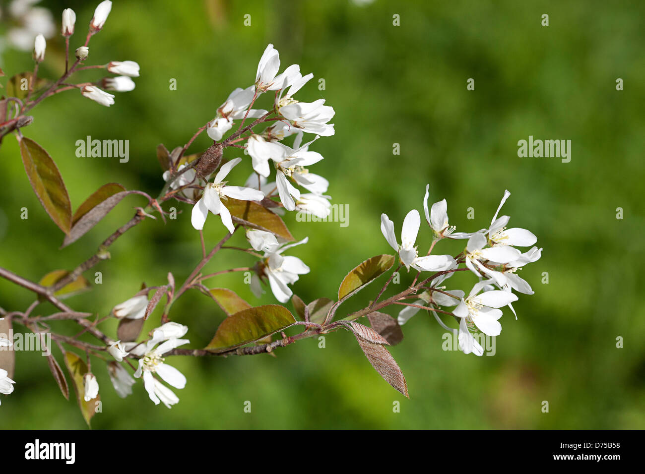 Flowering Snowy Mespilus (Amelanchier lamarckii Stock Photo - Alamy