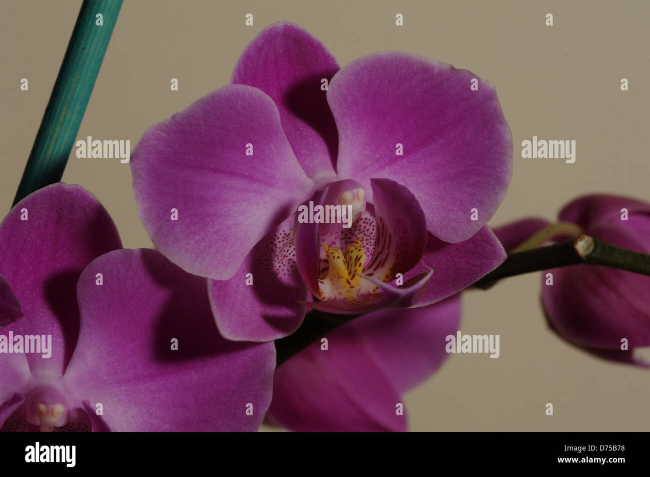 Flower sapling hi-res stock photography and images - Alamy