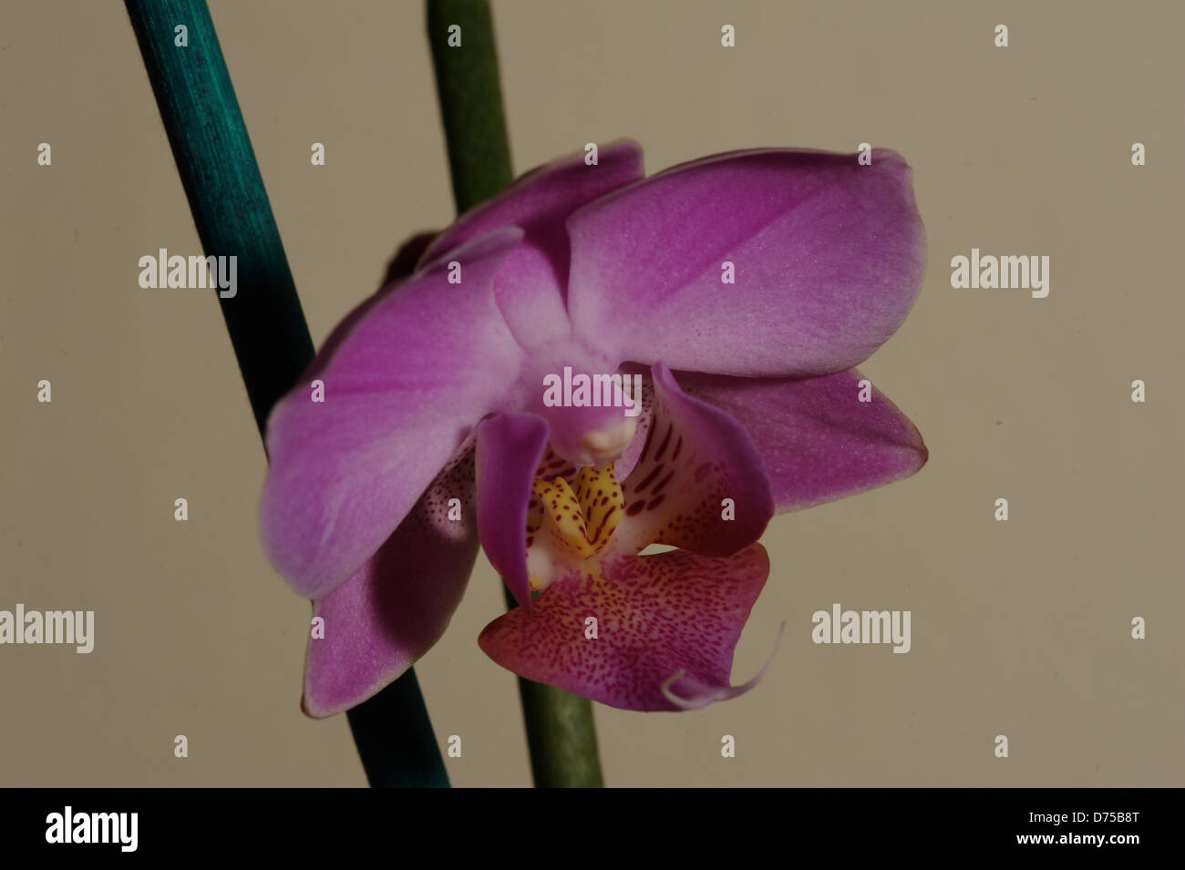 Flower sapling hi-res stock photography and images - Alamy