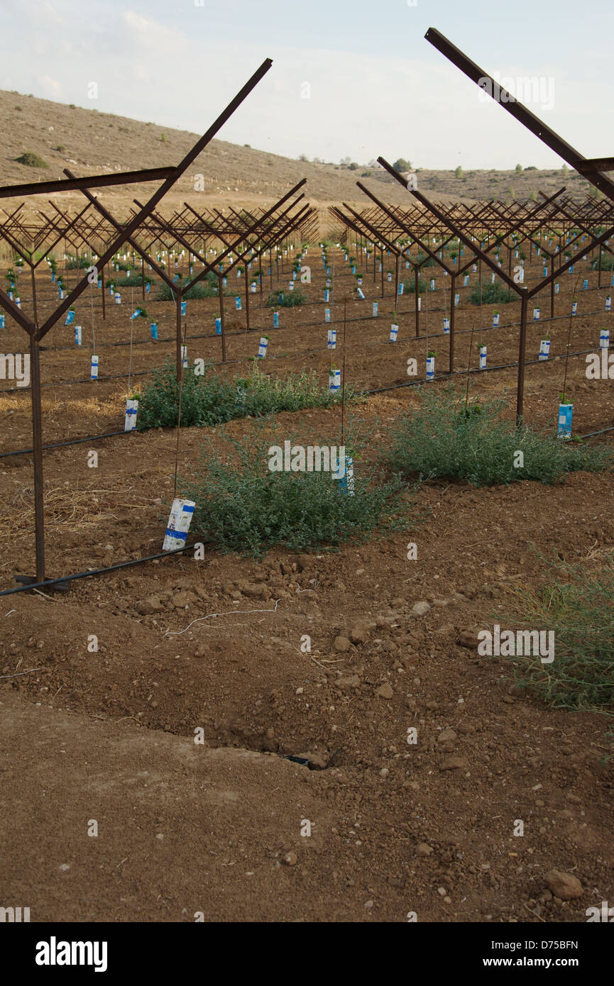 Grapevine science hi-res stock photography and images - Alamy