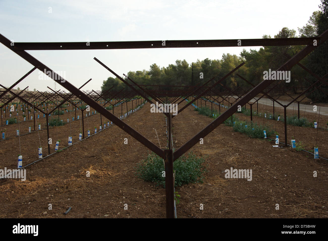 Grapevine science hi-res stock photography and images - Alamy