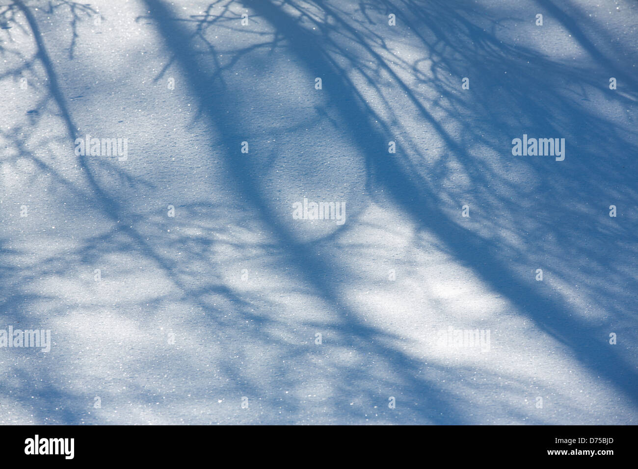 Tree shadows on snow surface at Winter , Finland Stock Photo - Alamy