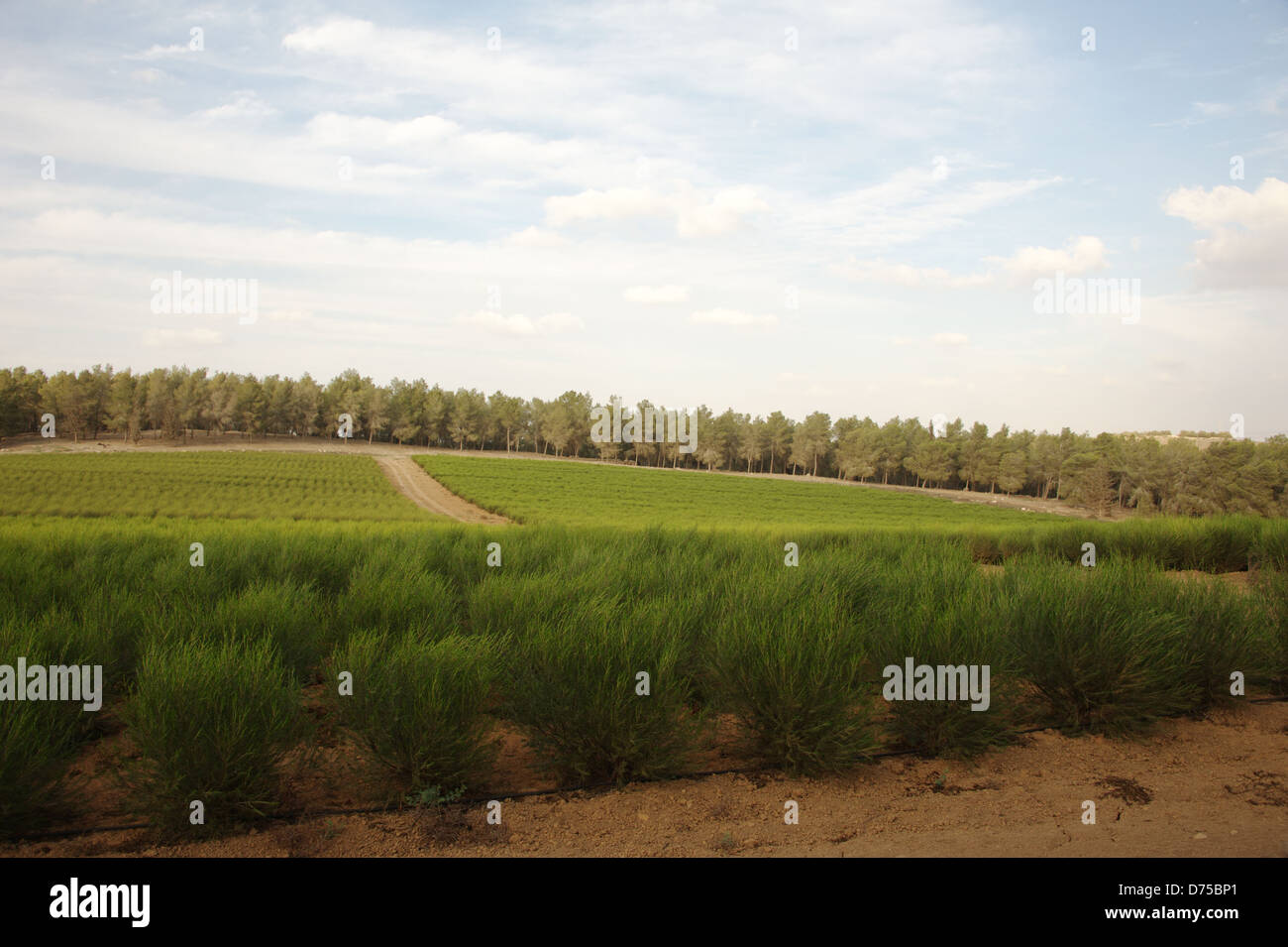 Grapevine science hi-res stock photography and images - Alamy