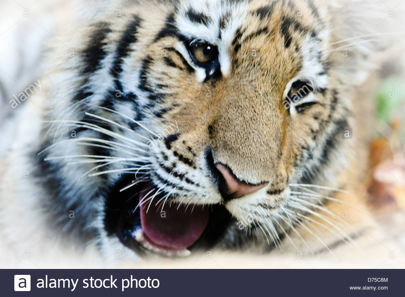 Tiger Tongue High Resolution Stock Photography and Images - Alamy