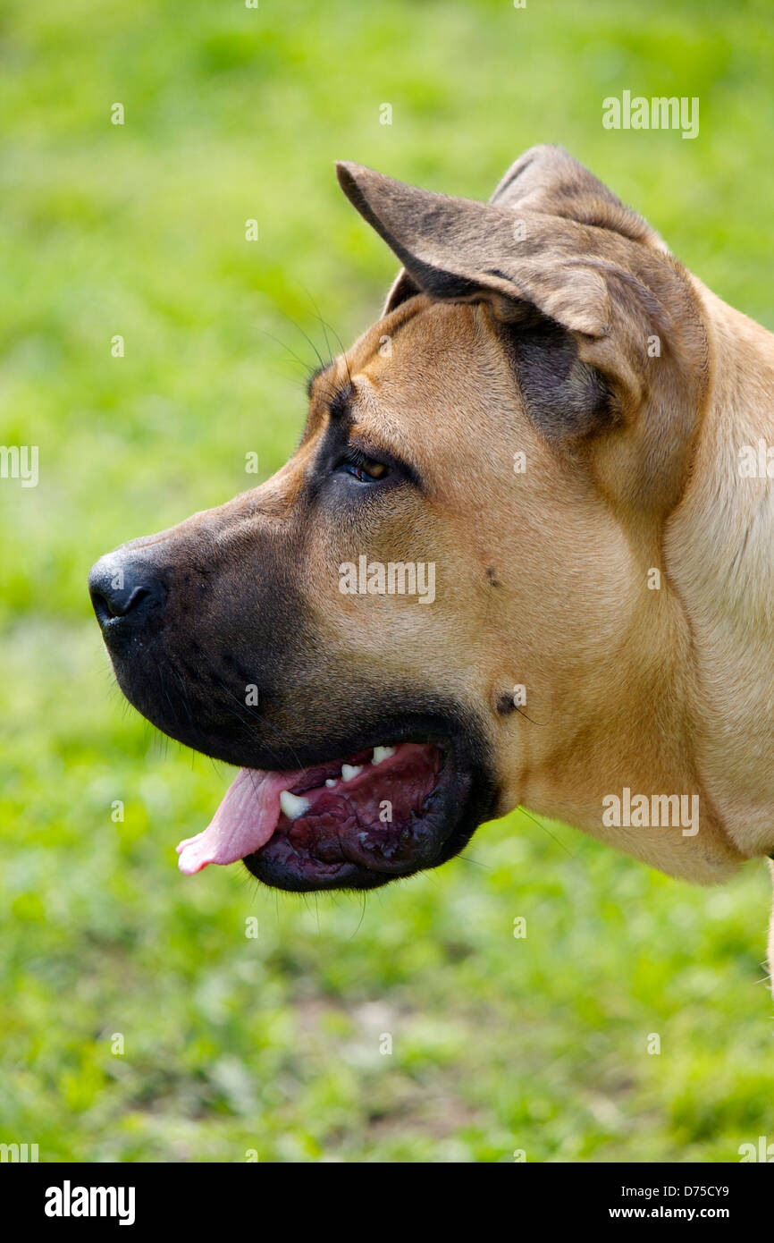 German mastiff hi-res stock photography and images - Alamy