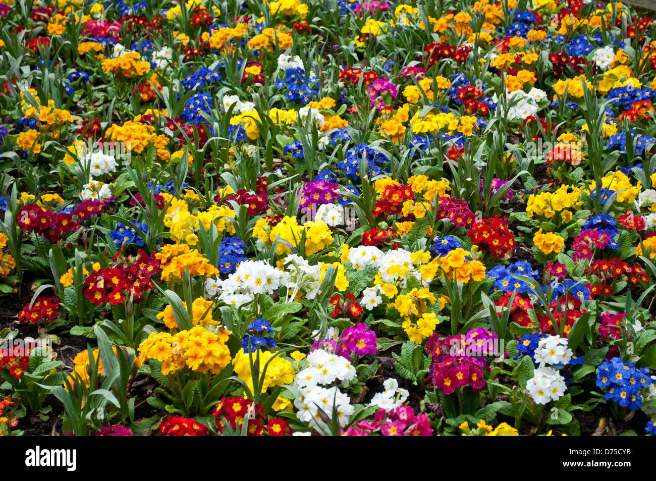 Primrose flower bed hi-res stock photography and images - Alamy