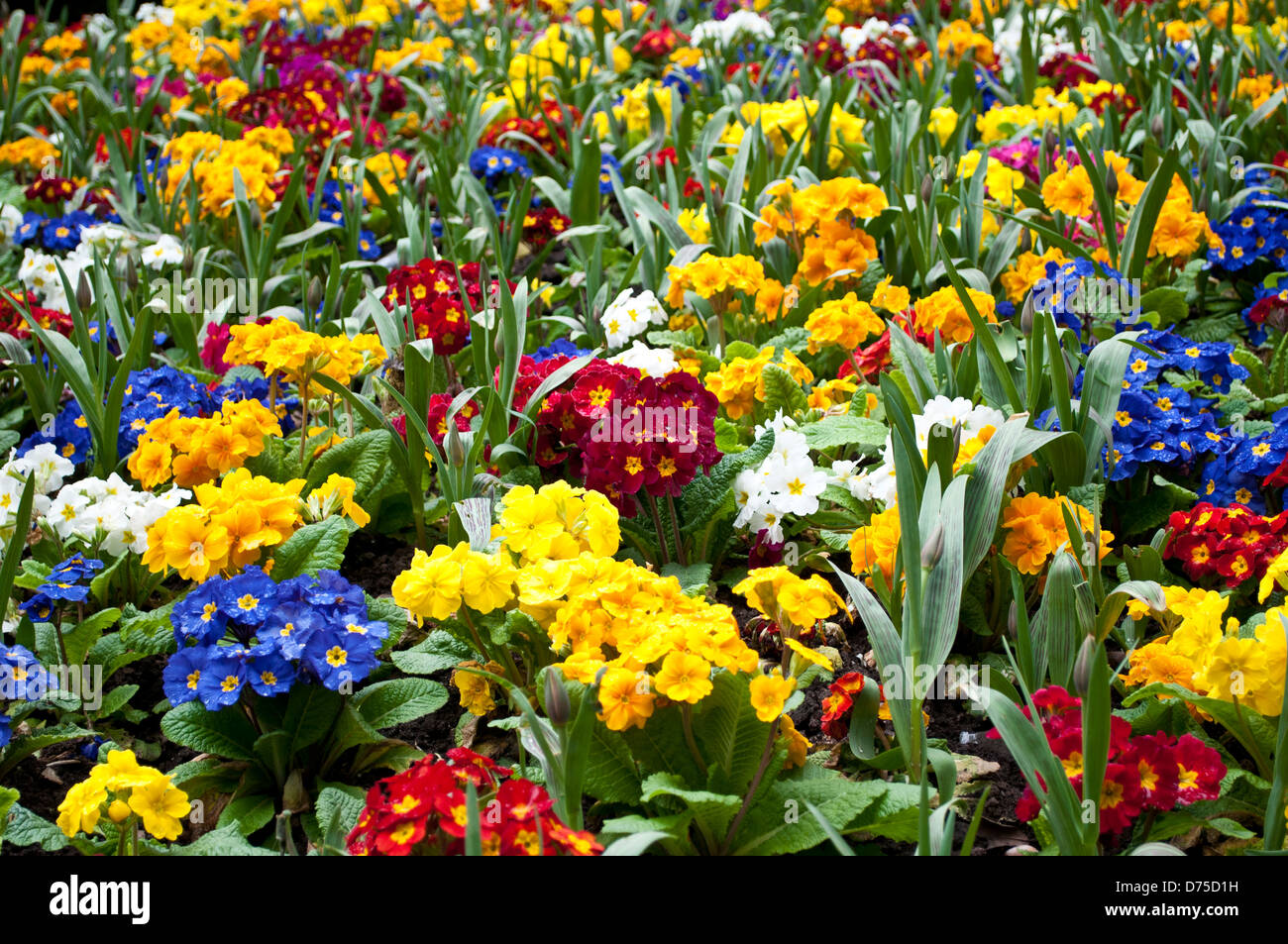 Colourful flower bed of primrose flowers Stock Photo - Alamy