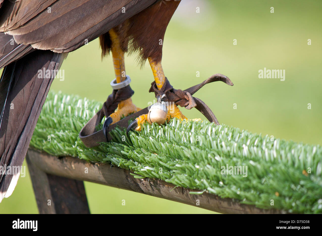 Eagle claw hi-res stock photography and images - Alamy