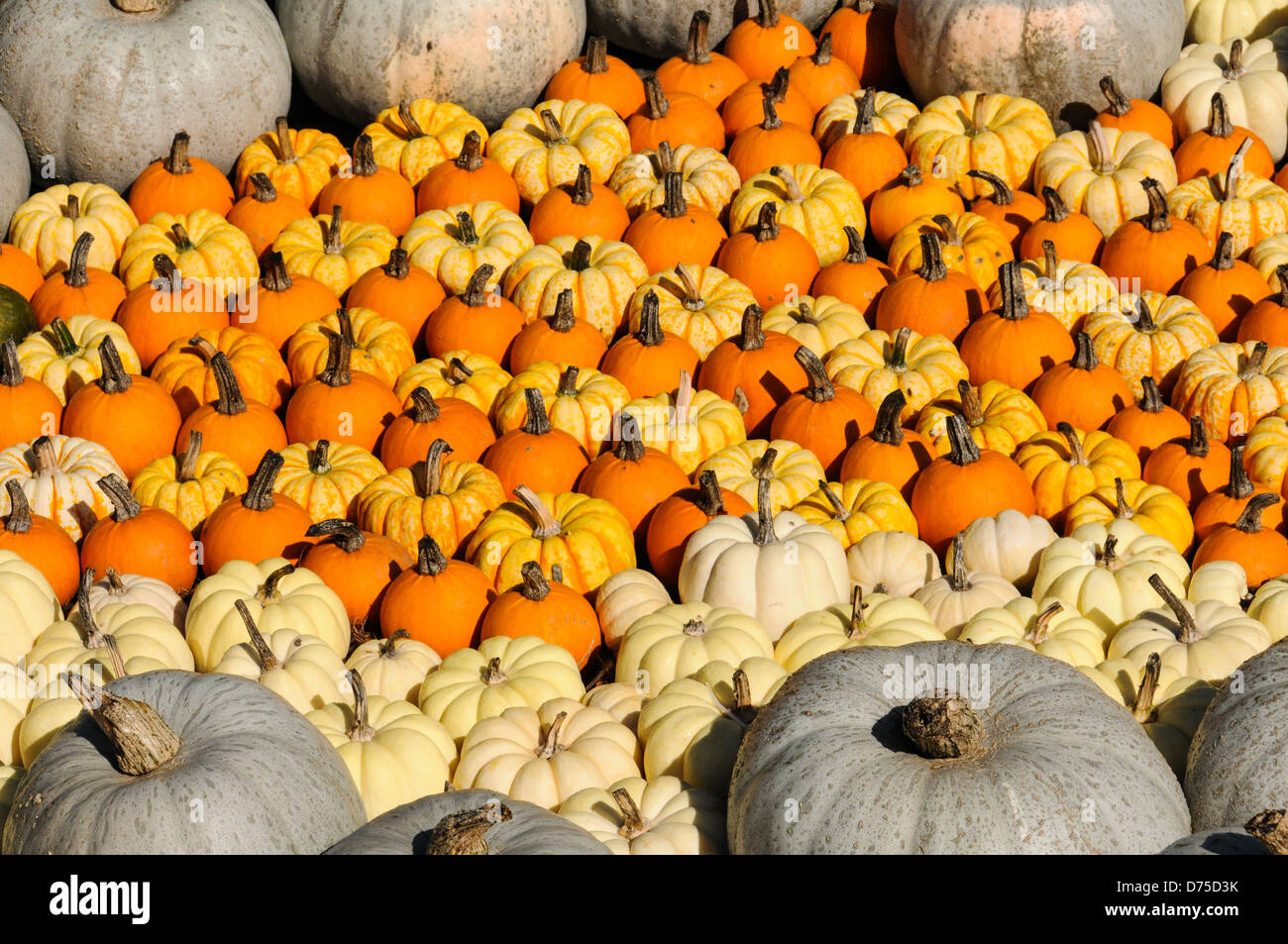 Mixed colour pumpkins hi-res stock photography and images - Alamy