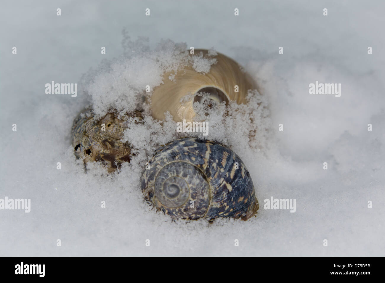 A seashell and two snail shells buried in unexpected snow at the ...