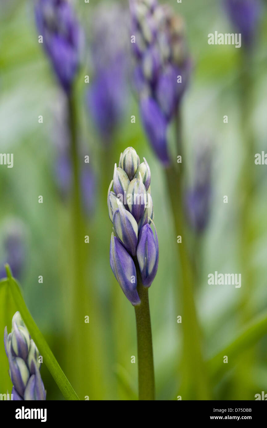 Bluebell flowers emerging in Spring Stock Photo - Alamy