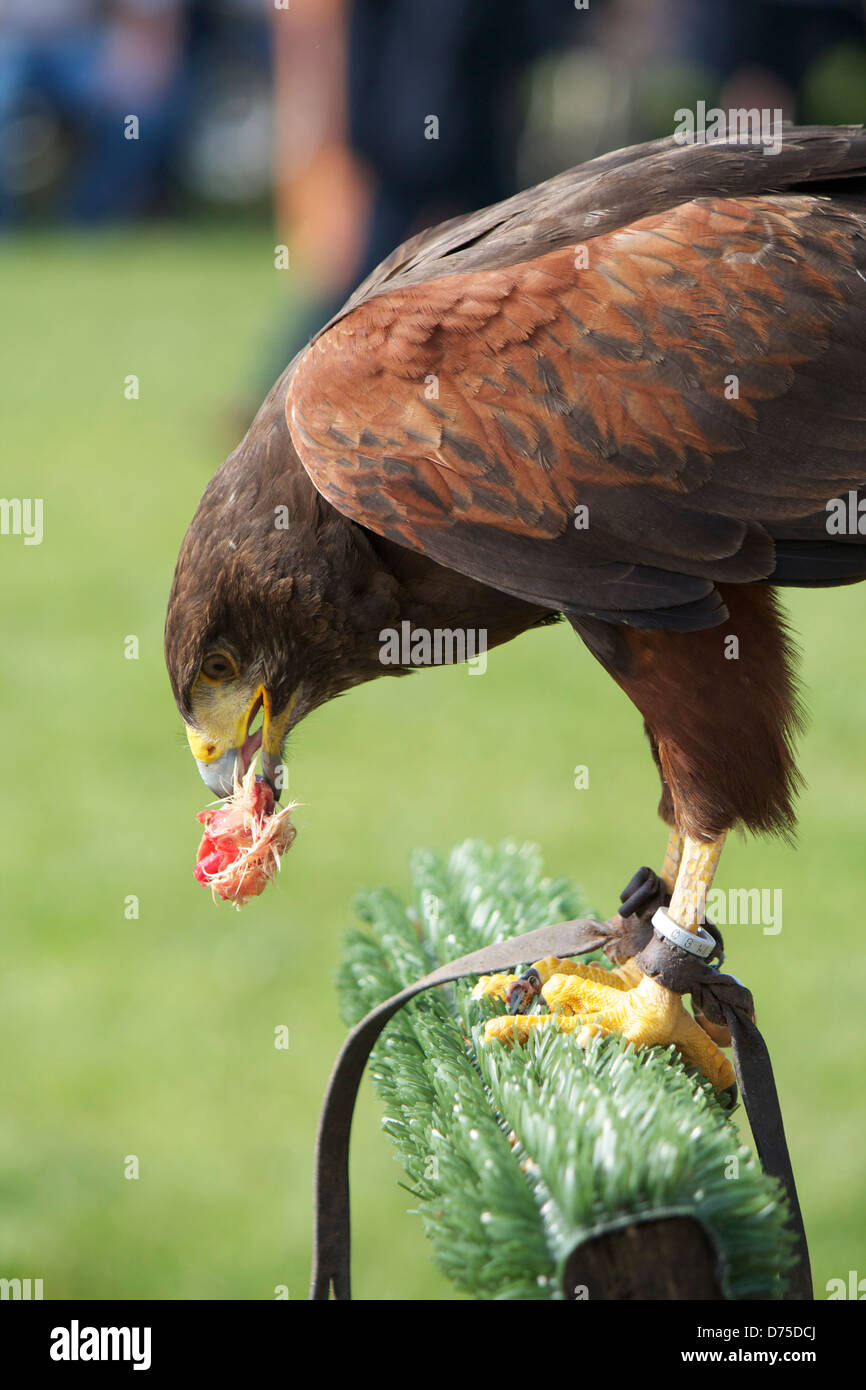 Predatory bird eating prey hi-res stock photography and images - Alamy
