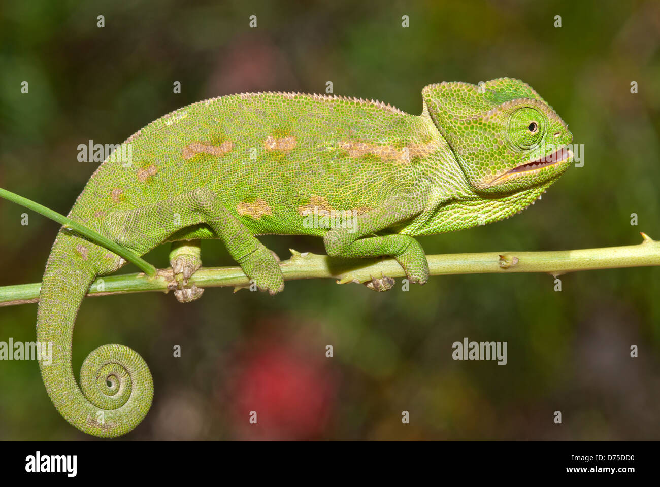 Zygodactylous feet hi-res stock photography and images - Alamy