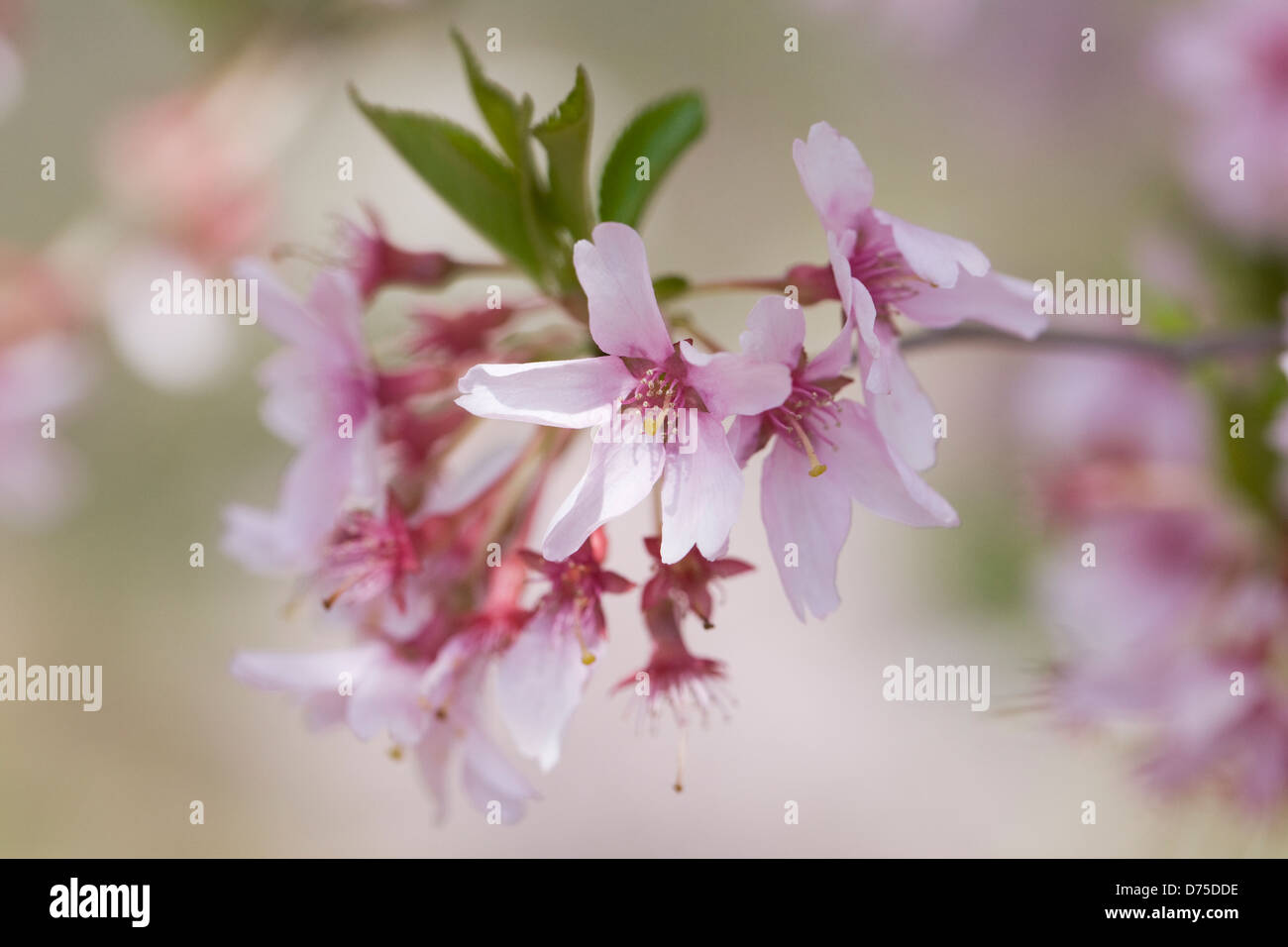 Prunus pendula. Drooping Rosebud Cherry Stock Photo - Alamy