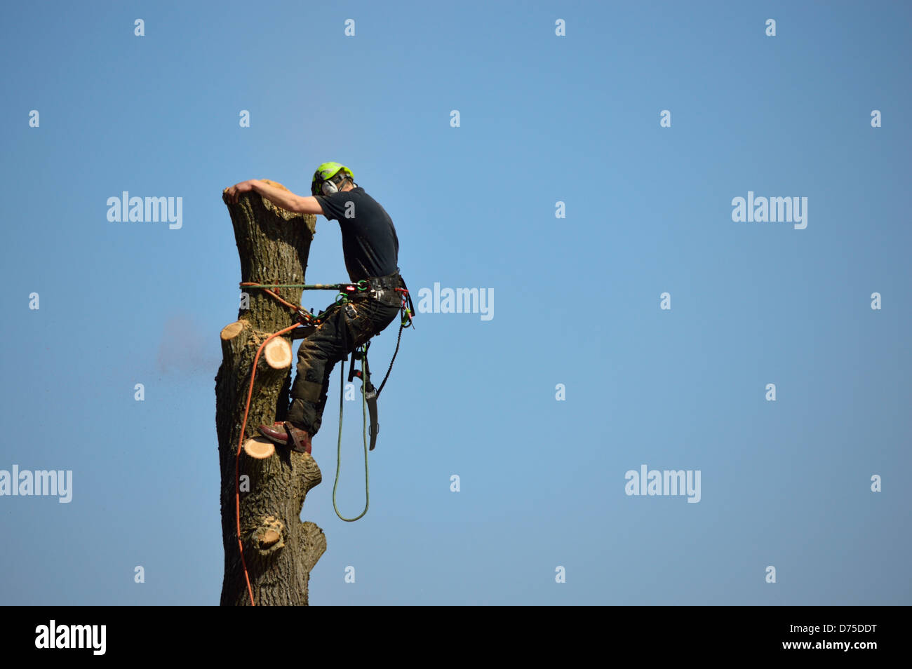 Tree Surgeon at Work Stock Photo - Alamy