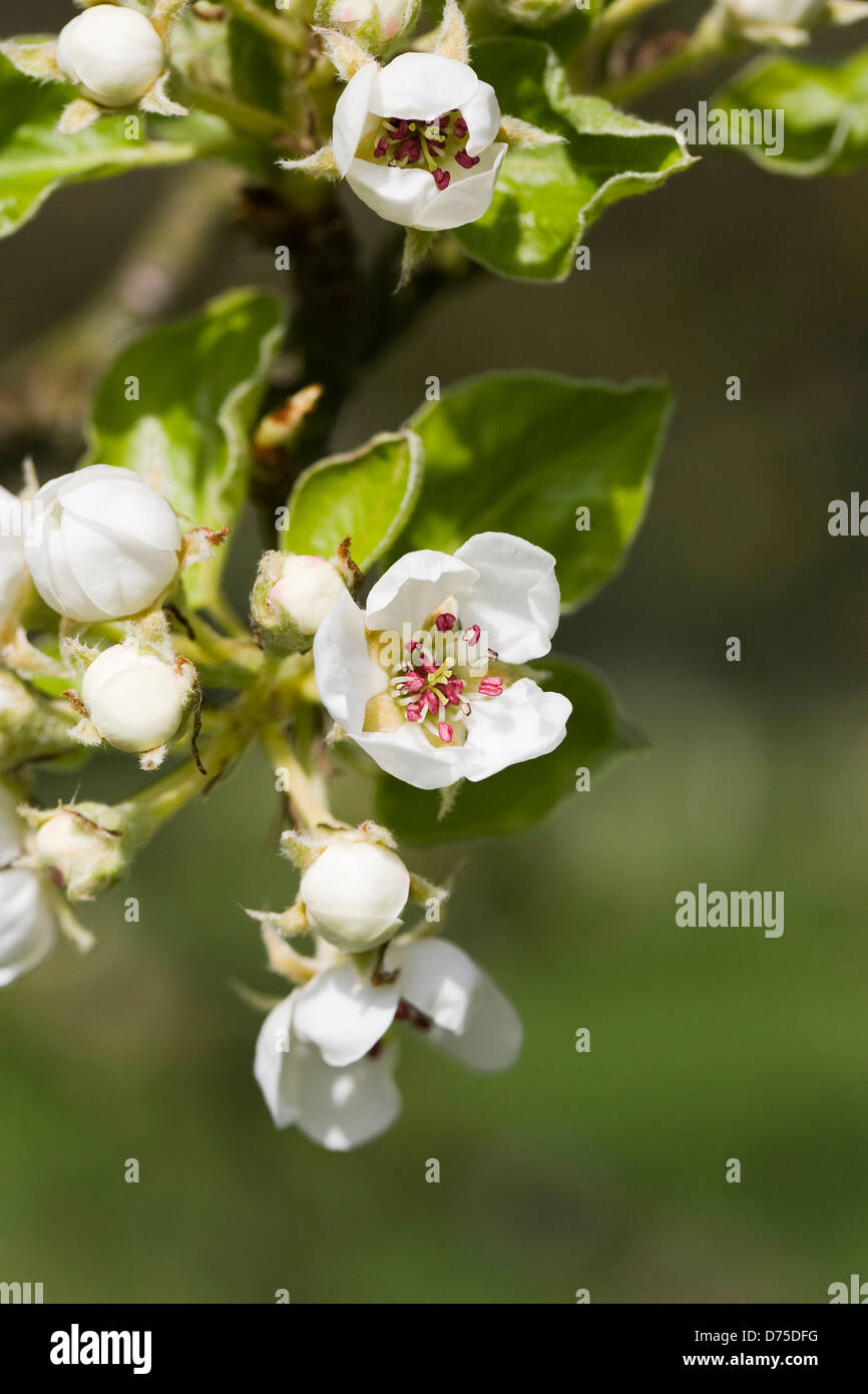 Pear tree flowers pyrus communis hi-res stock photography and images ...