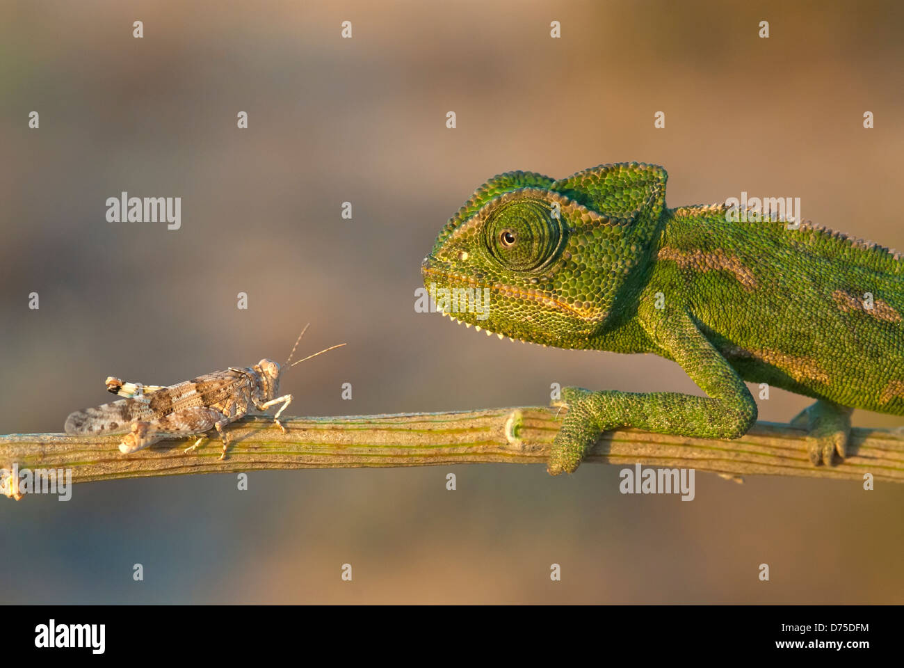 Zygodactylous feet hi-res stock photography and images - Alamy