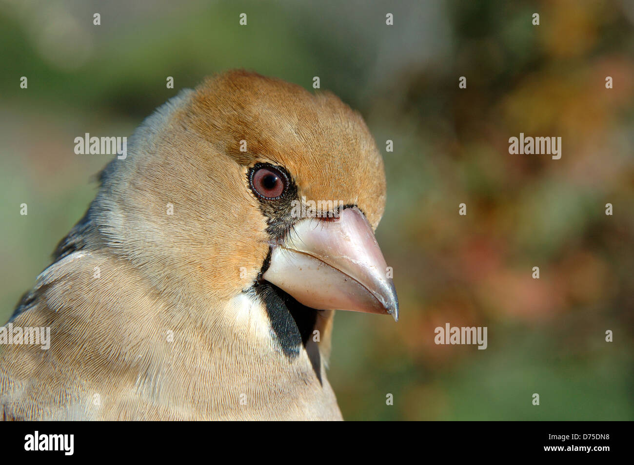Hawfinch bill hi-res stock photography and images - Alamy