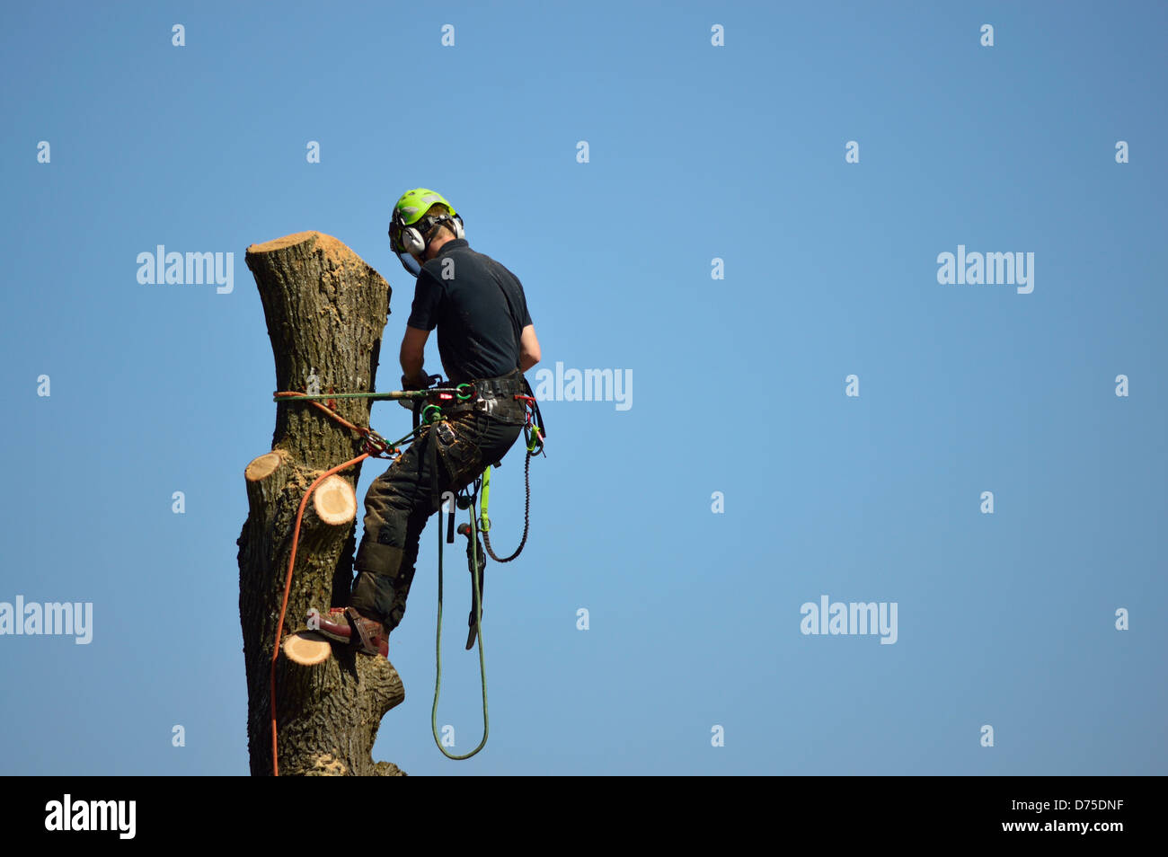 Tree Surgeon at Work Stock Photo - Alamy