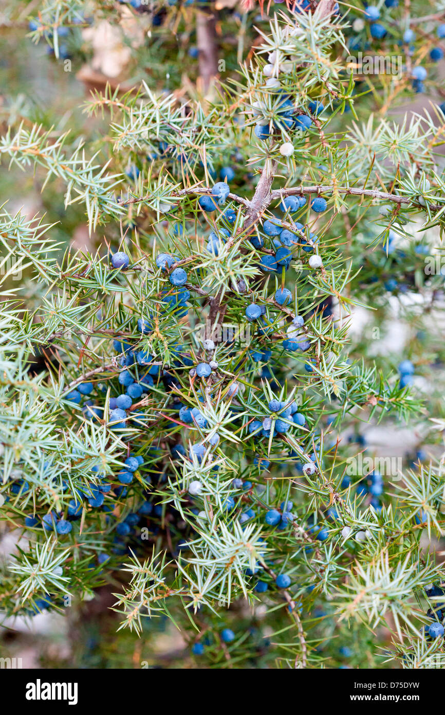 Prickly juniper (Juniperus oxycedrus) fruits Stock Photo - Alamy