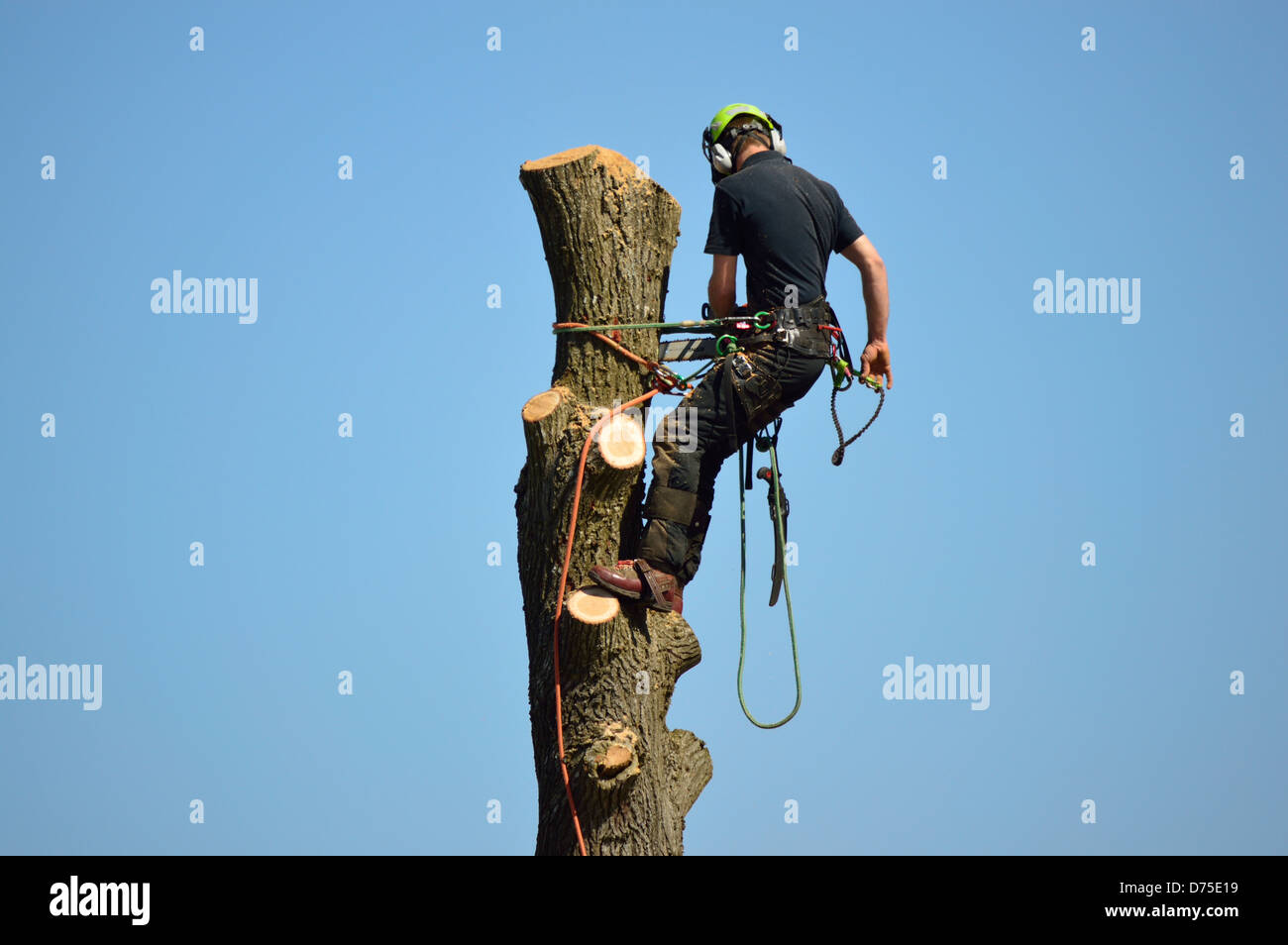 Tree Surgeon at Work Stock Photo - Alamy