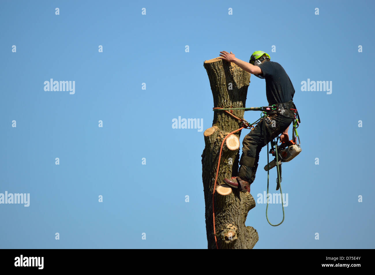 Tree Surgeon at Work Stock Photo - Alamy