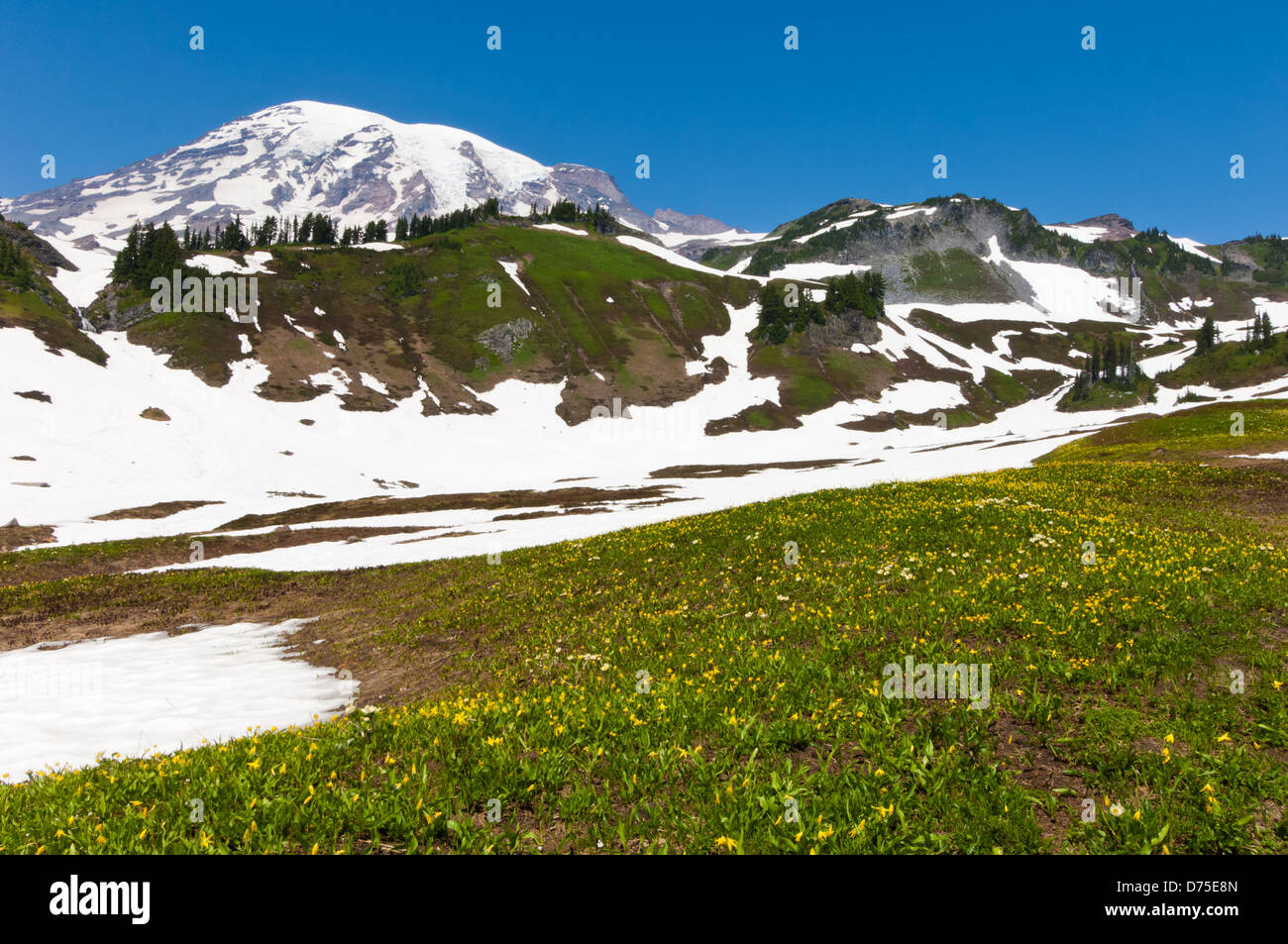 Us national parks mount rainier national park hi-res stock photography ...