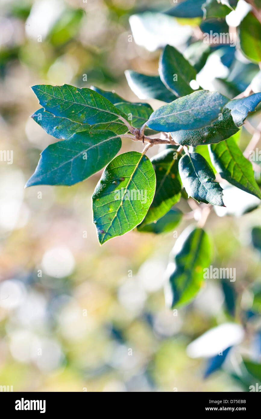 Holm oak (Quercus ilex) leaves Stock Photo - Alamy