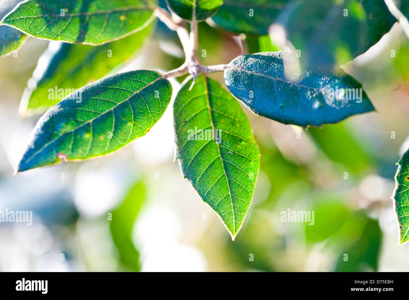 Holm oak (Quercus ilex) leaves Stock Photo - Alamy